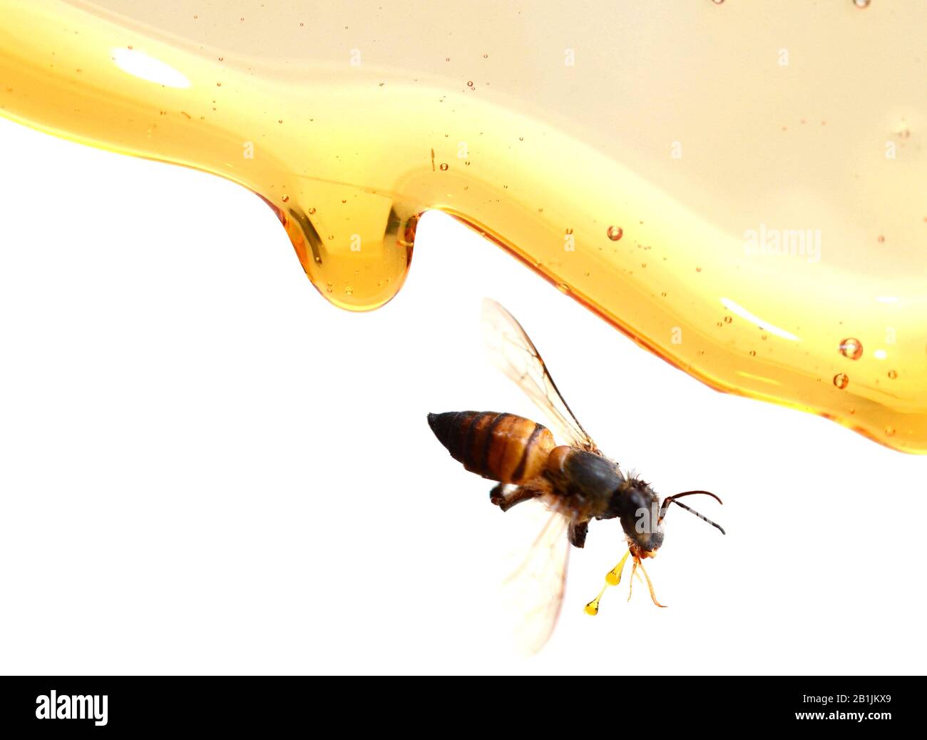 Swarm of busy bumble bees Stock Photo - Alamy