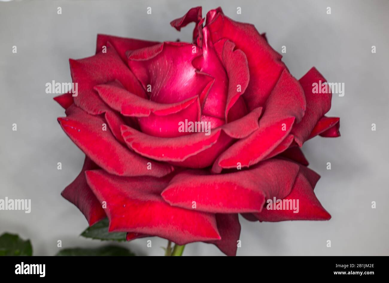 red rose in bloom Stock Photo - Alamy