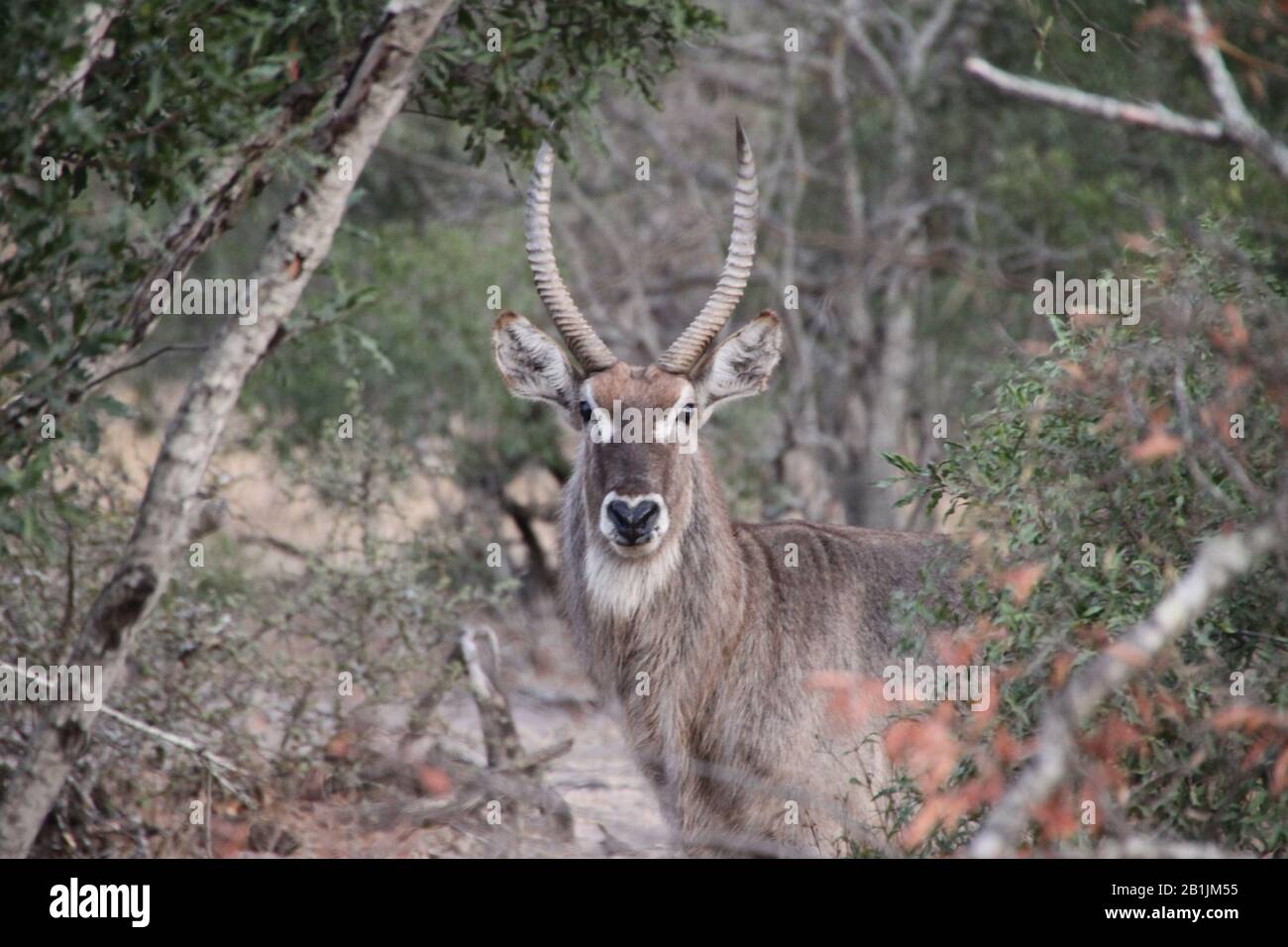 Kruger National Park. Male Bush Buck in the wild eating leaves Stock ...