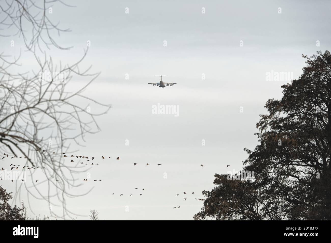 Airplane and birds flying Stock Photo - Alamy