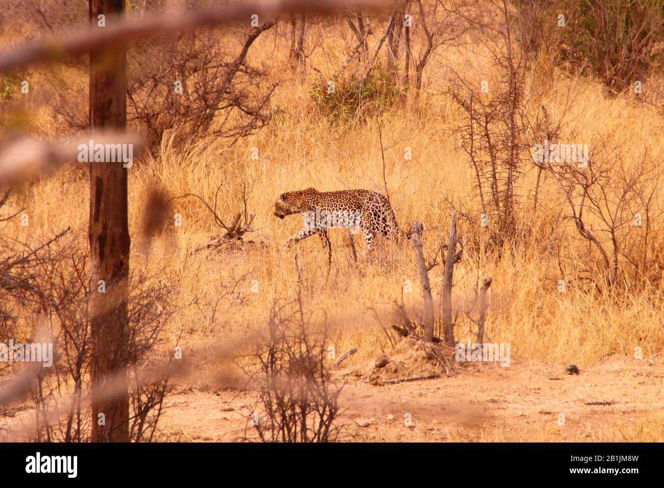 Where to find leopards hi-res stock photography and images - Alamy