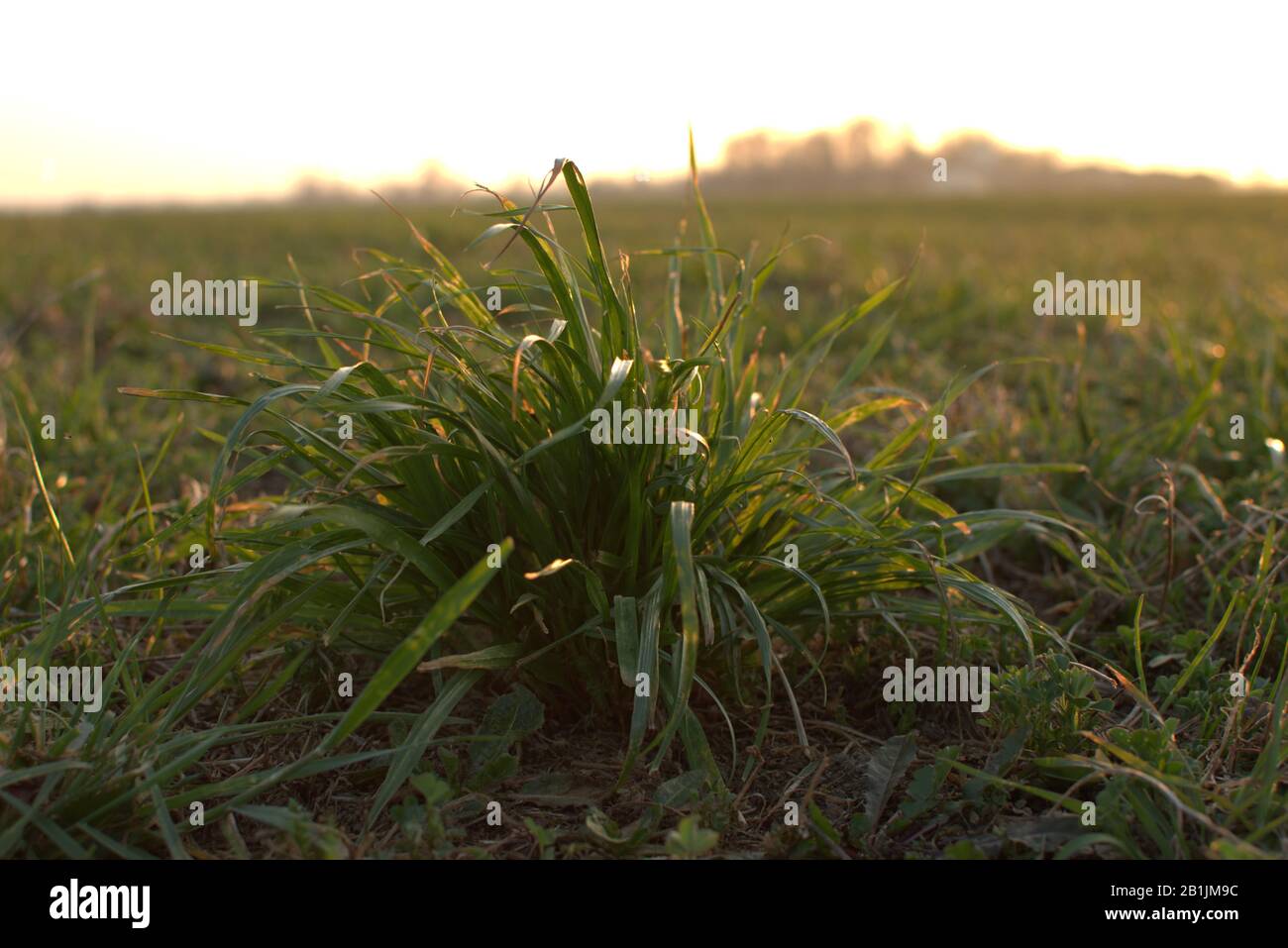 Large tuft of grass hi-res stock photography and images - Alamy