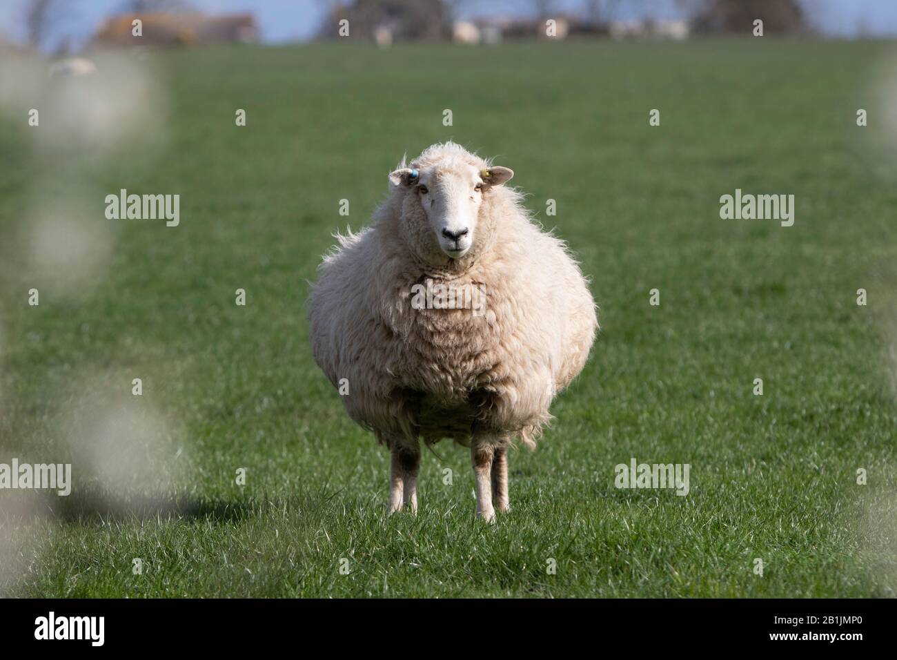Cute photograph of a sheep Stock Photo - Alamy