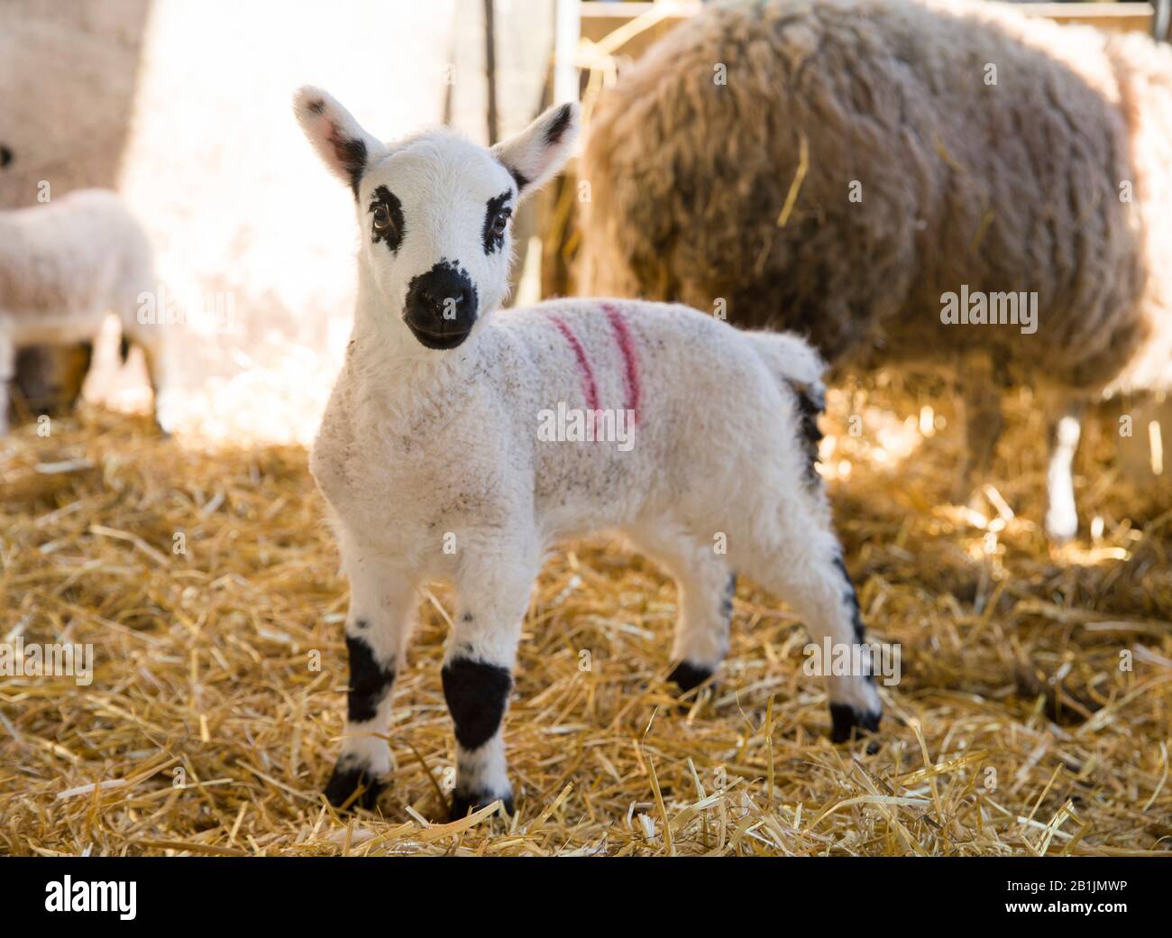 Cute photograph of a Lamb Stock Photo - Alamy