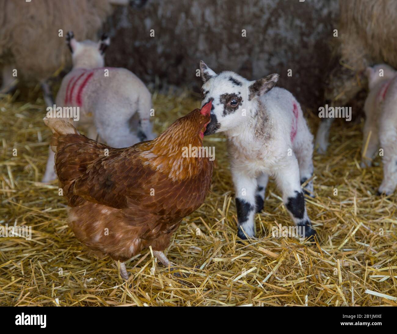 Cute photograph of a Lamb and chicken Stock Photo - Alamy