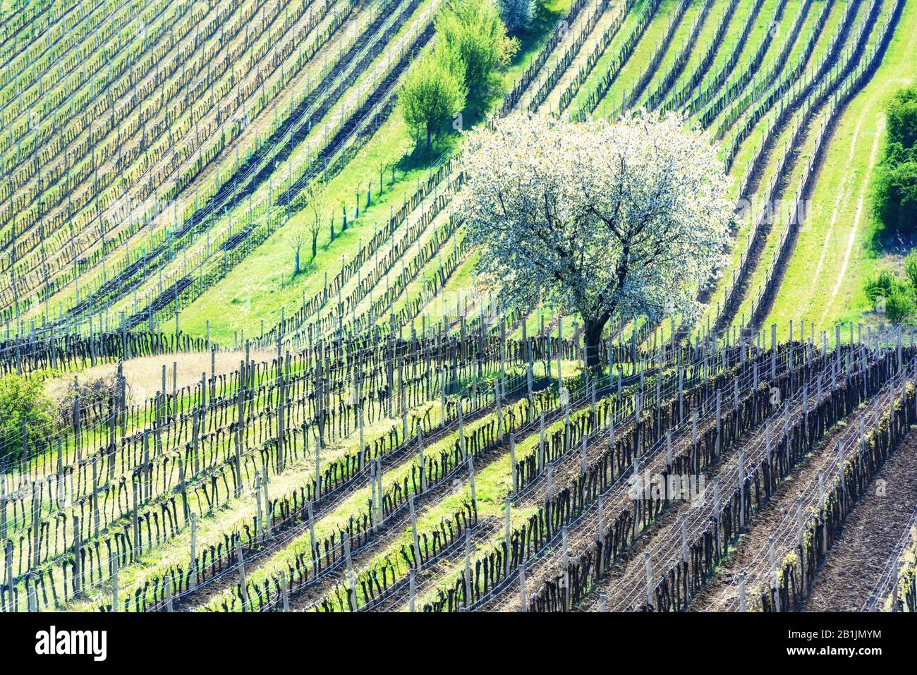 Cherry tree farm hi-res stock photography and images - Alamy