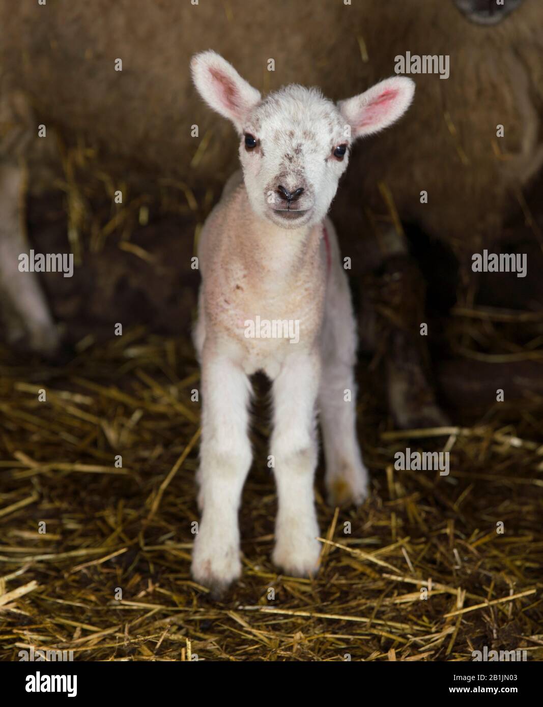 Cute photograph of a Farm Yard Lamb Stock Photo - Alamy
