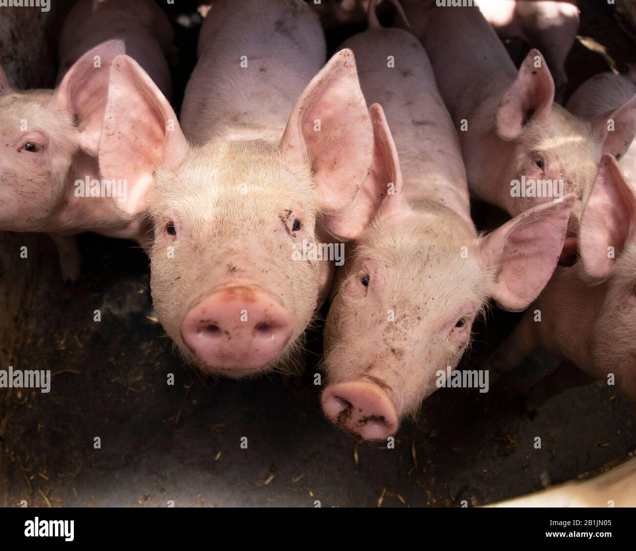 Cute photograph of a Piglet Stock Photo - Alamy