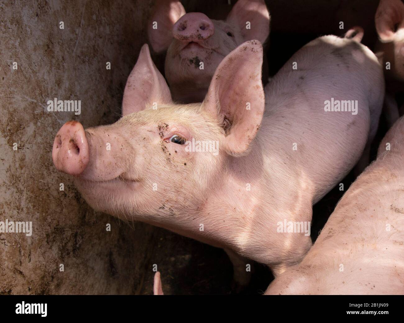 Cute photograph of a Piglet Stock Photo - Alamy