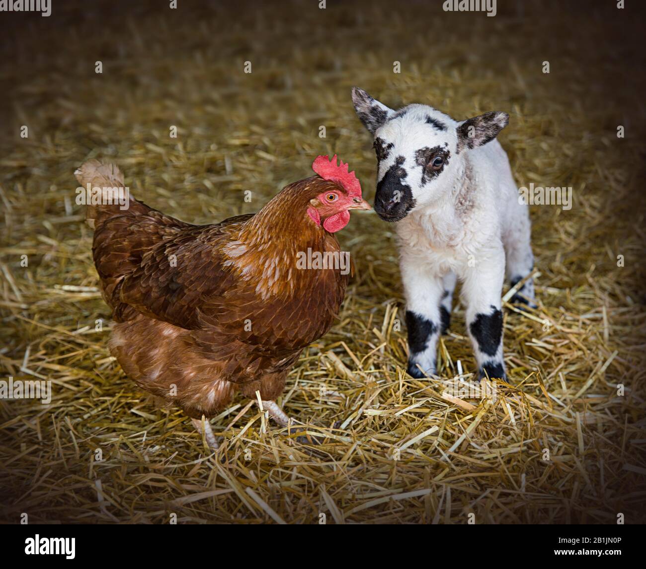 Cute photograph of a Lamb and chicken Stock Photo - Alamy