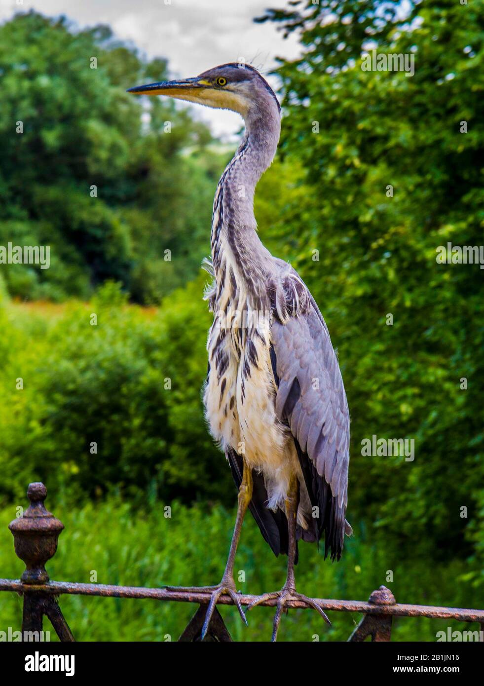 Cute photograph of a Heron Stock Photo - Alamy