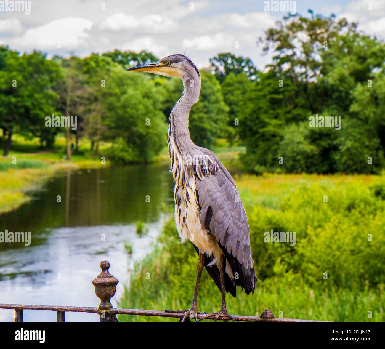 Cute photograph of a Heron Stock Photo - Alamy