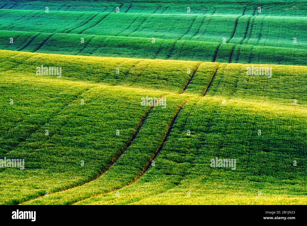 Green wheat rows and waves of the agricultural fields of South Moravia ...