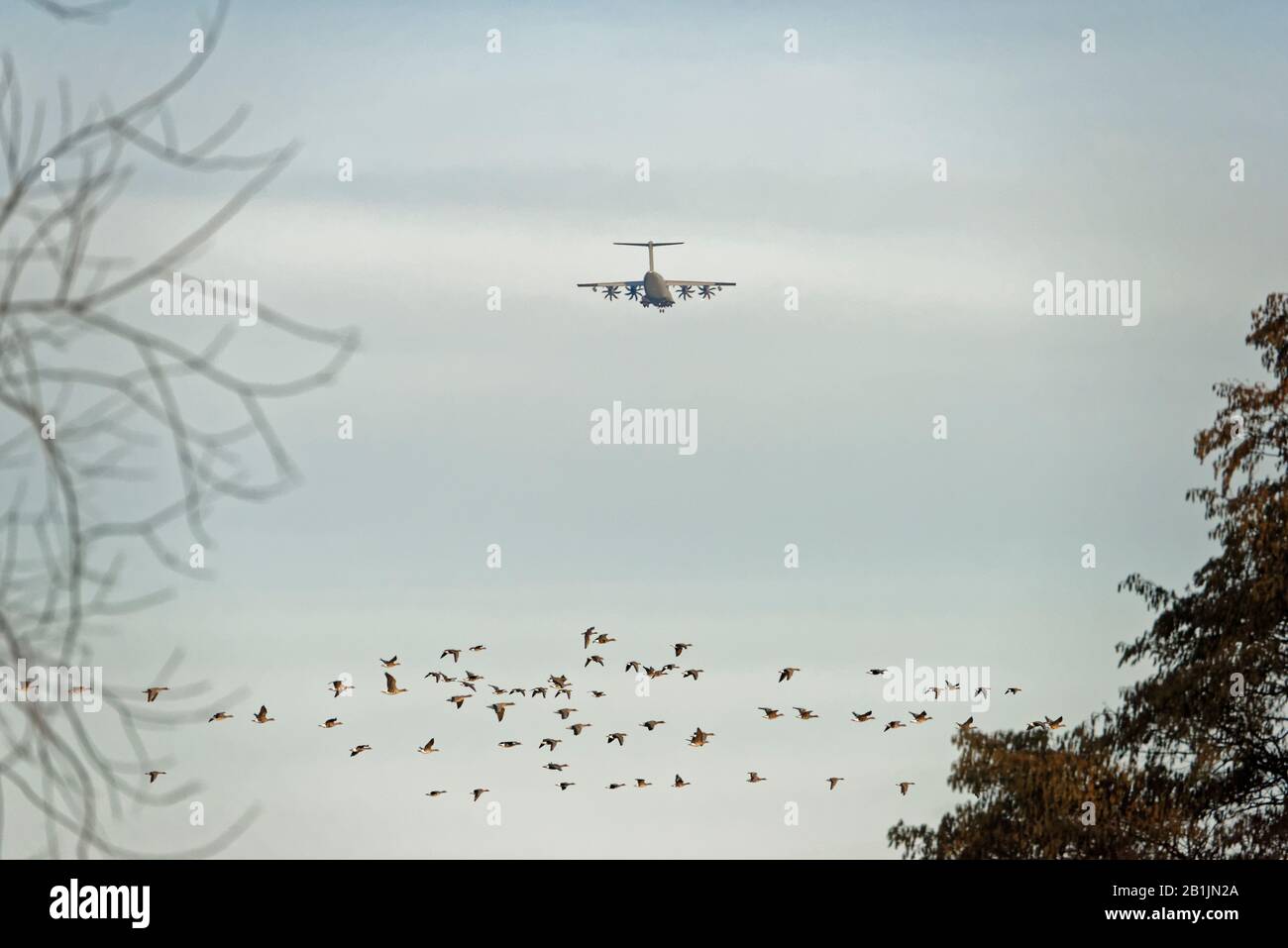 Airplane and birds flying Stock Photo - Alamy