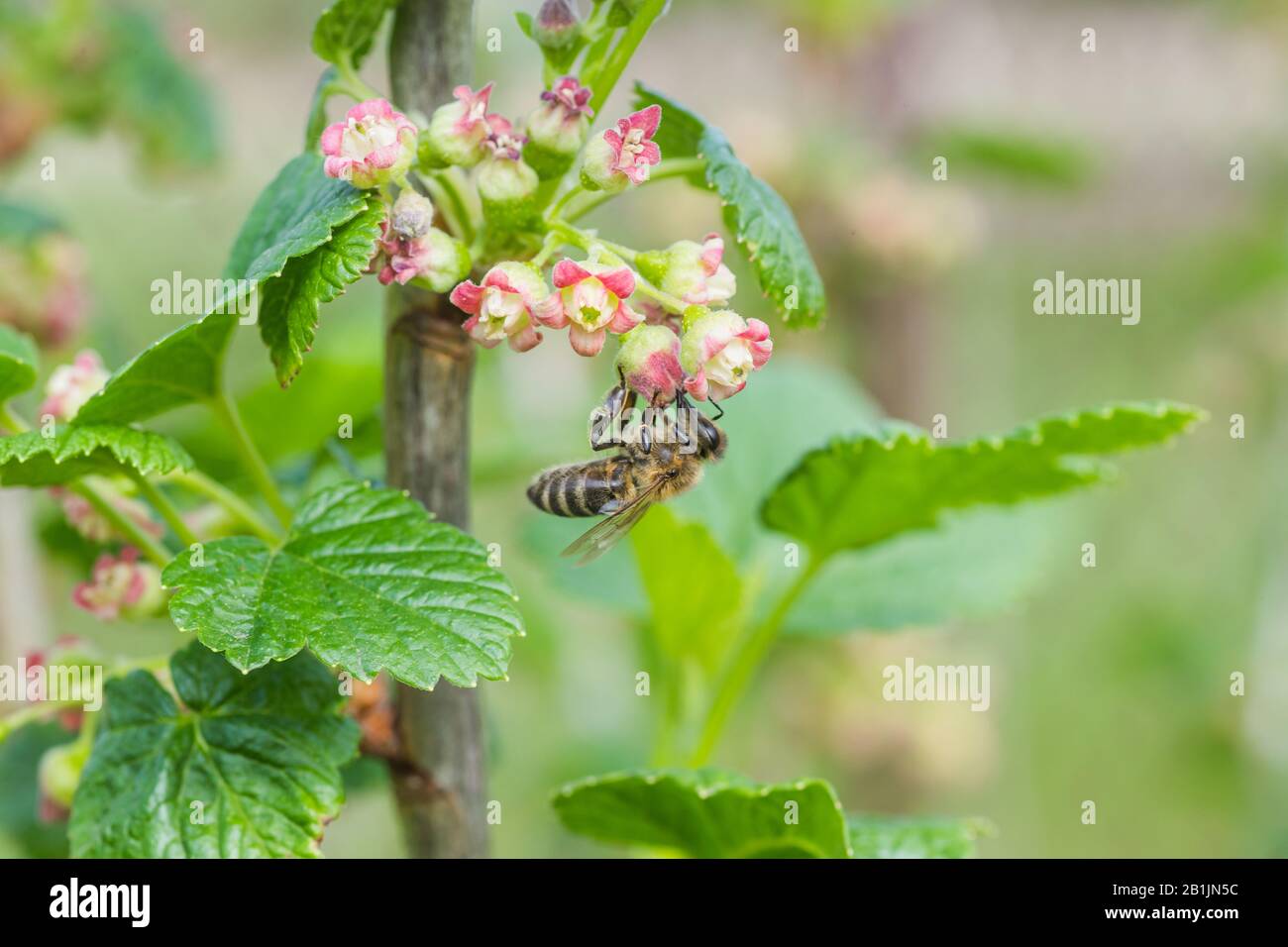 Gooseberry thorn hi-res stock photography and images - Alamy