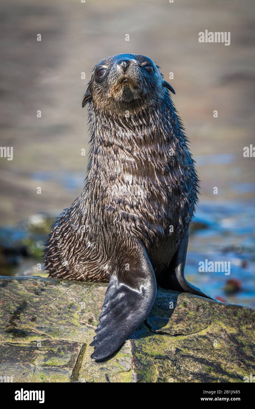 Antarctic fur seal pup stretching on rock Stock Photo - Alamy