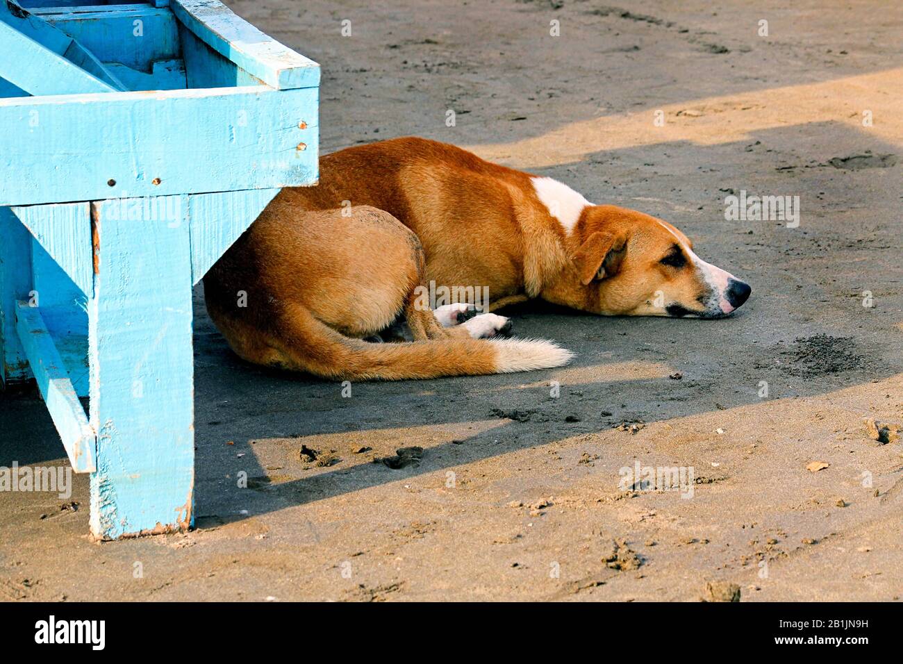 Dog life in India Stock Photo - Alamy