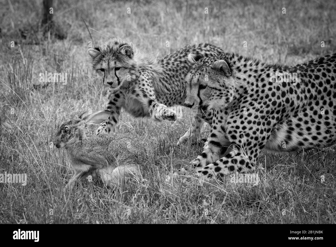 A mother cheetah and her cub chase a scrub hare on a grassy plain. They ...