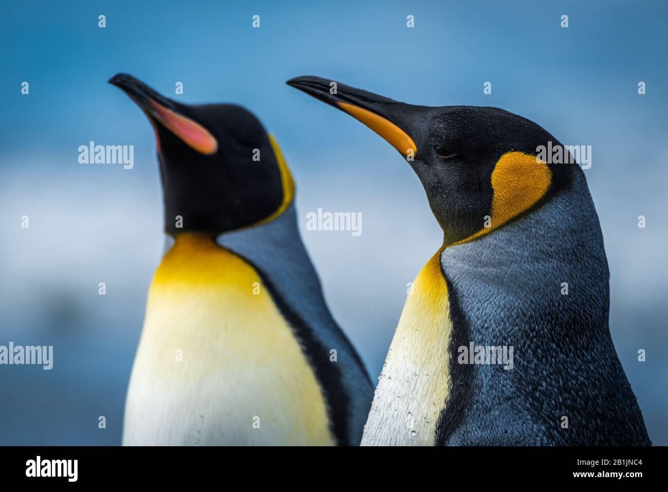 Close-up of two king penguins standing side-by-side Stock Photo - Alamy