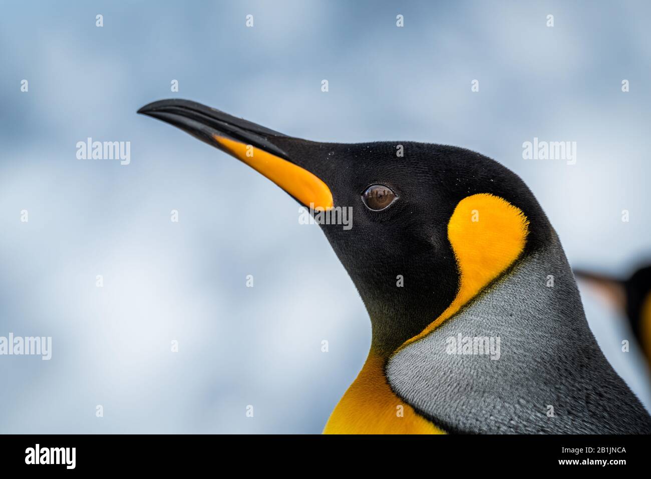 Close-up of king penguin with another behind Stock Photo - Alamy