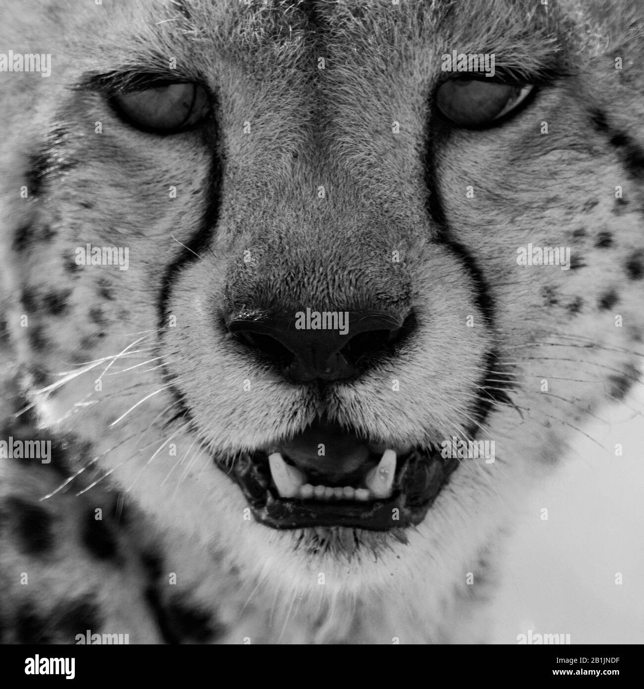 Black And White Cheetah Eyes