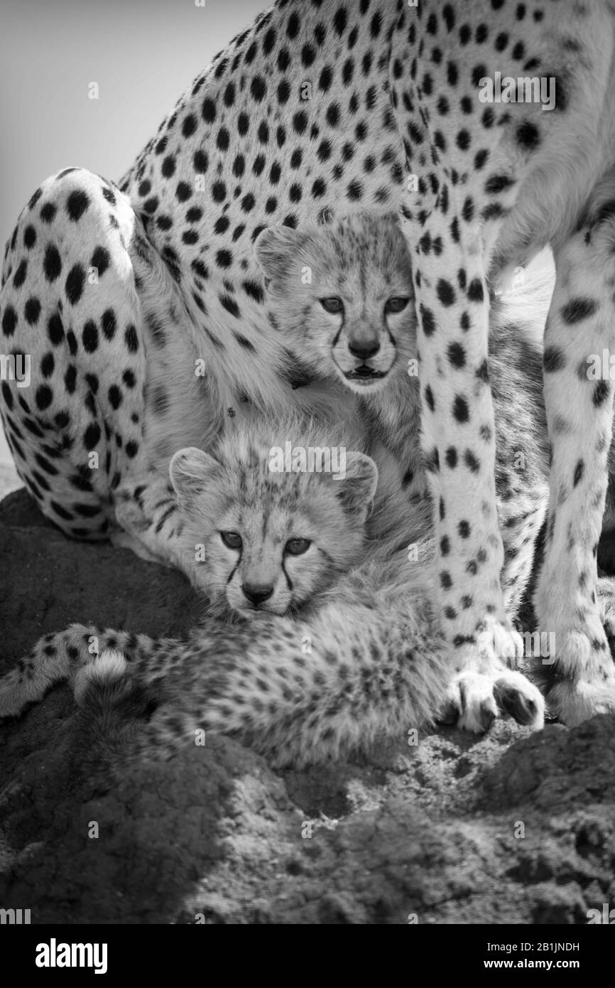 Mono cubs lie on mound under cheetah Stock Photo - Alamy