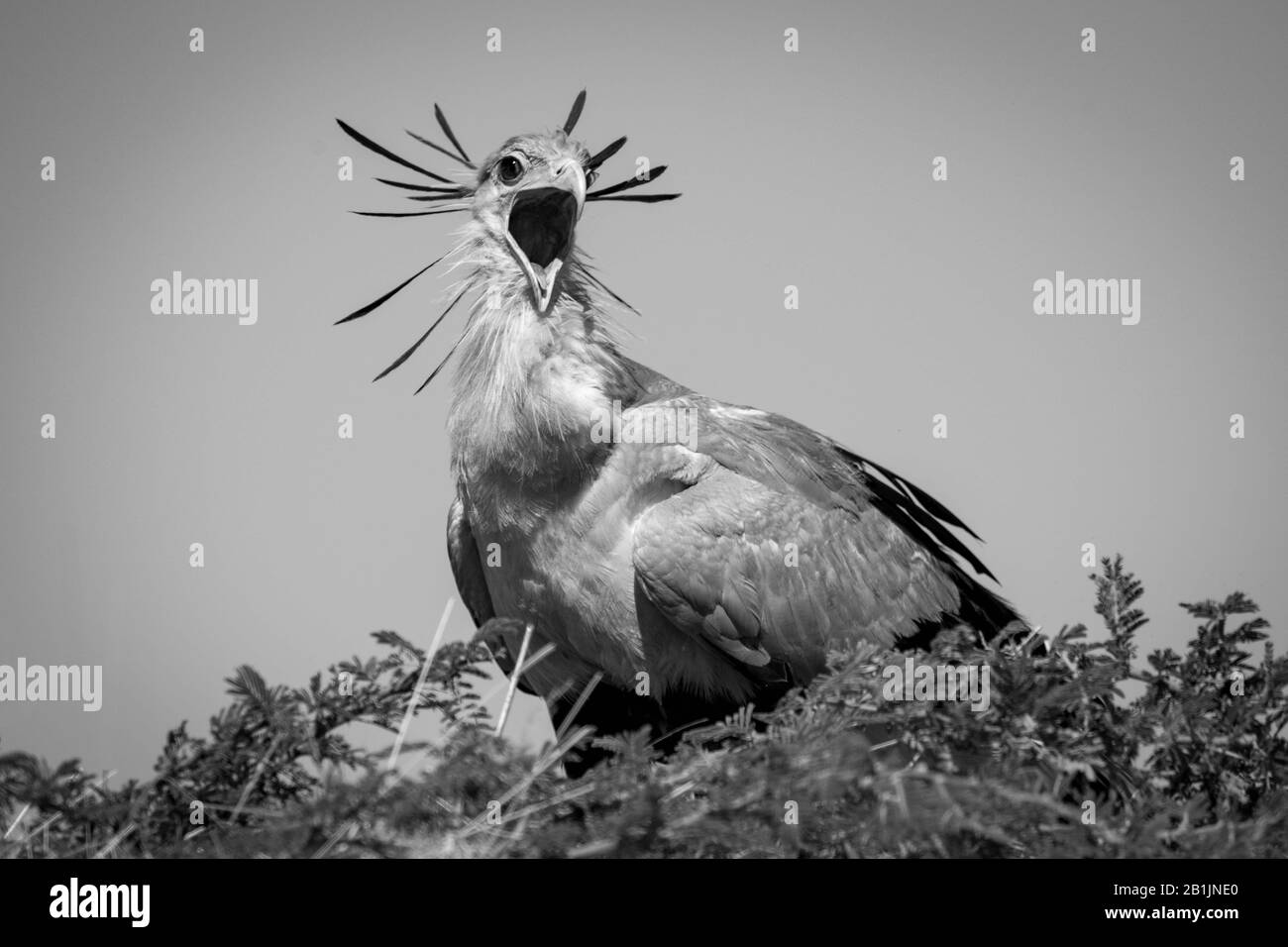 Secretary bird with beak open hi-res stock photography and images - Alamy