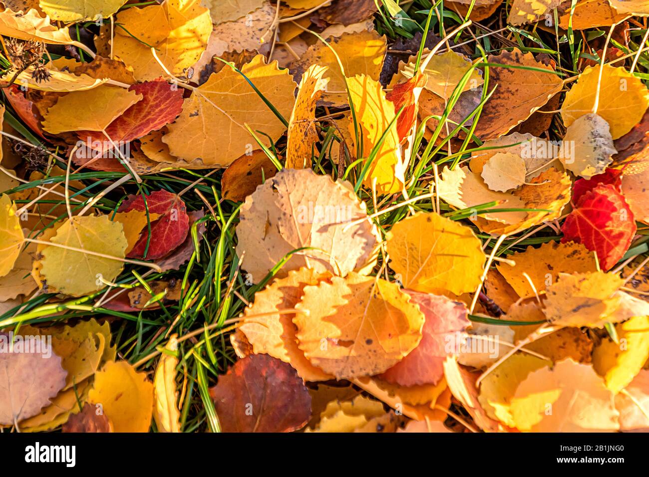 Round shaped leaves hi-res stock photography and images - Alamy