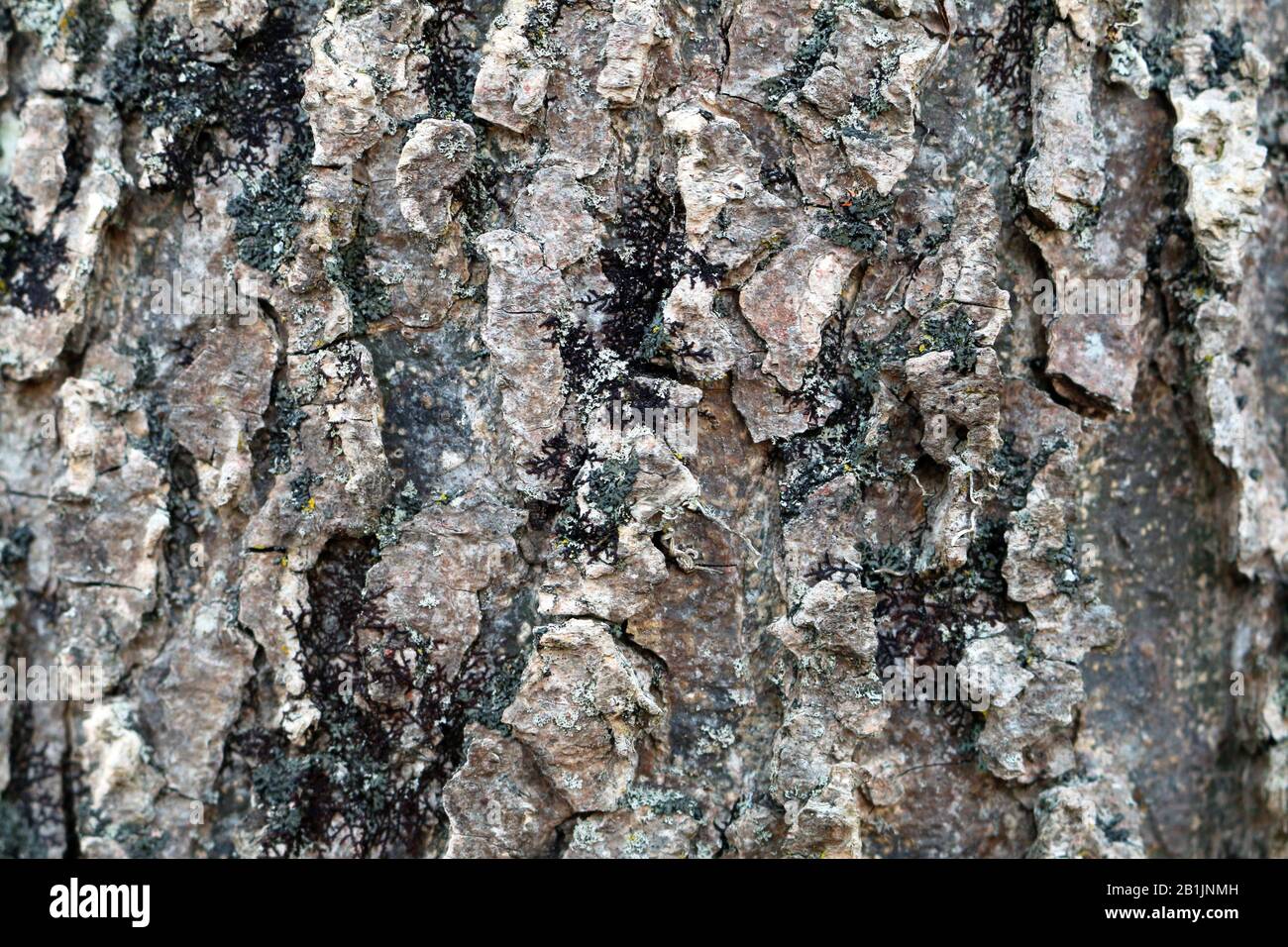 a close-up view of natural tree bark with detailed moss growth Stock ...