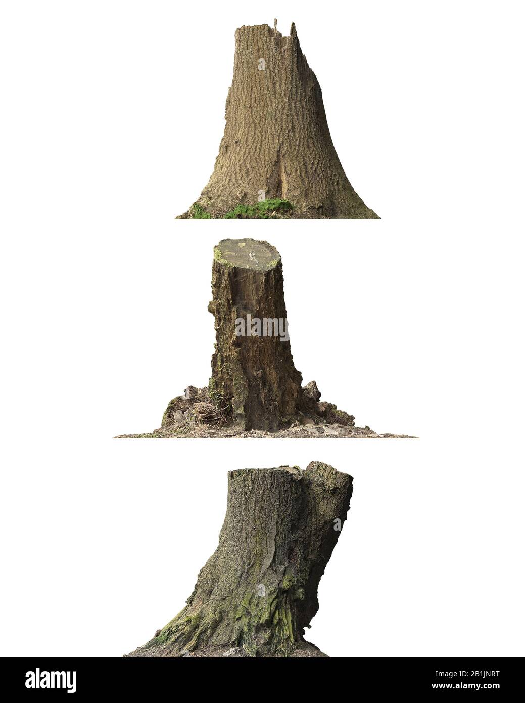 3D illustration stump dead tree isolated on white Stock Photo - Alamy