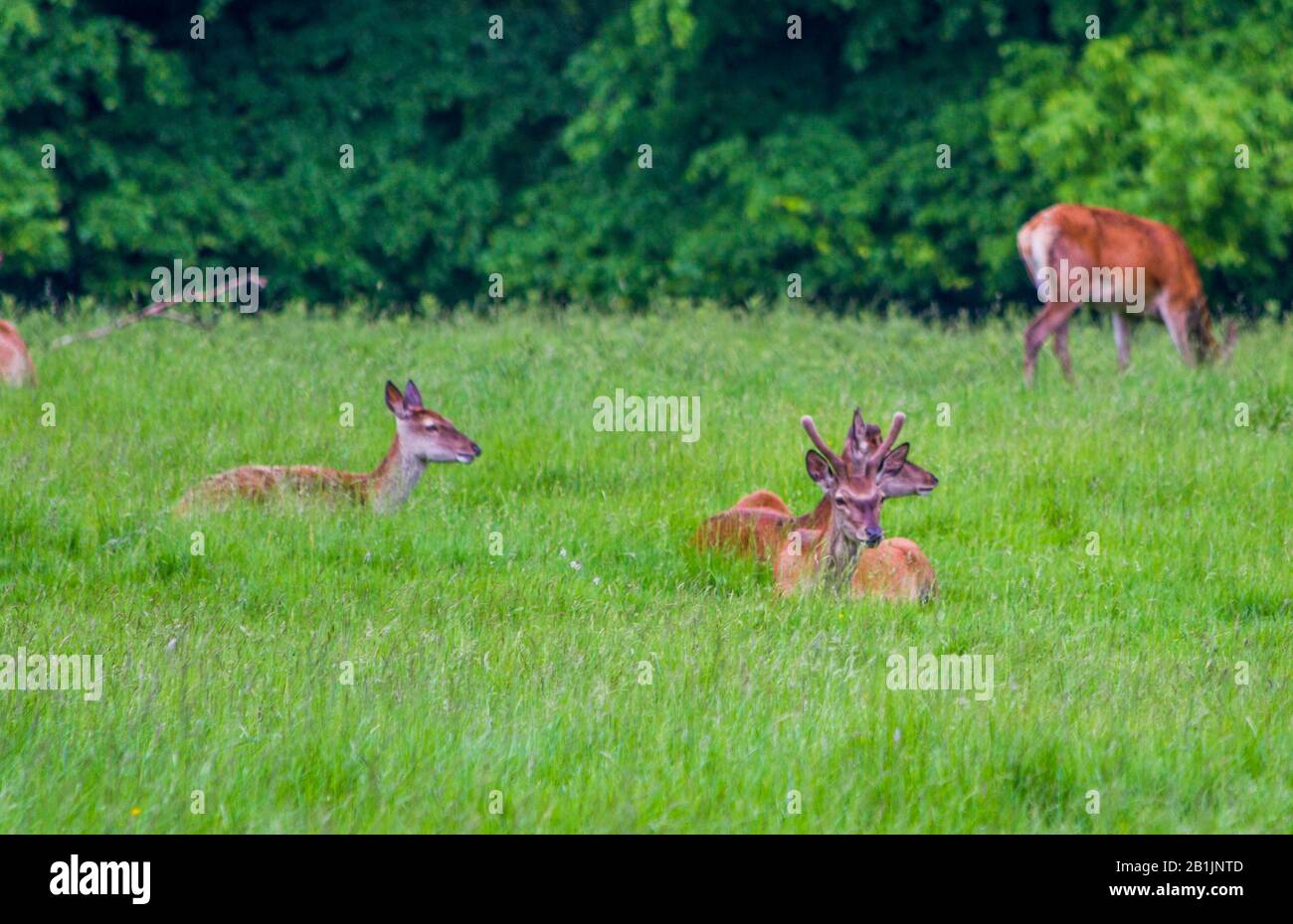 Landscape photograph of a park with red deer Stock Photo - Alamy