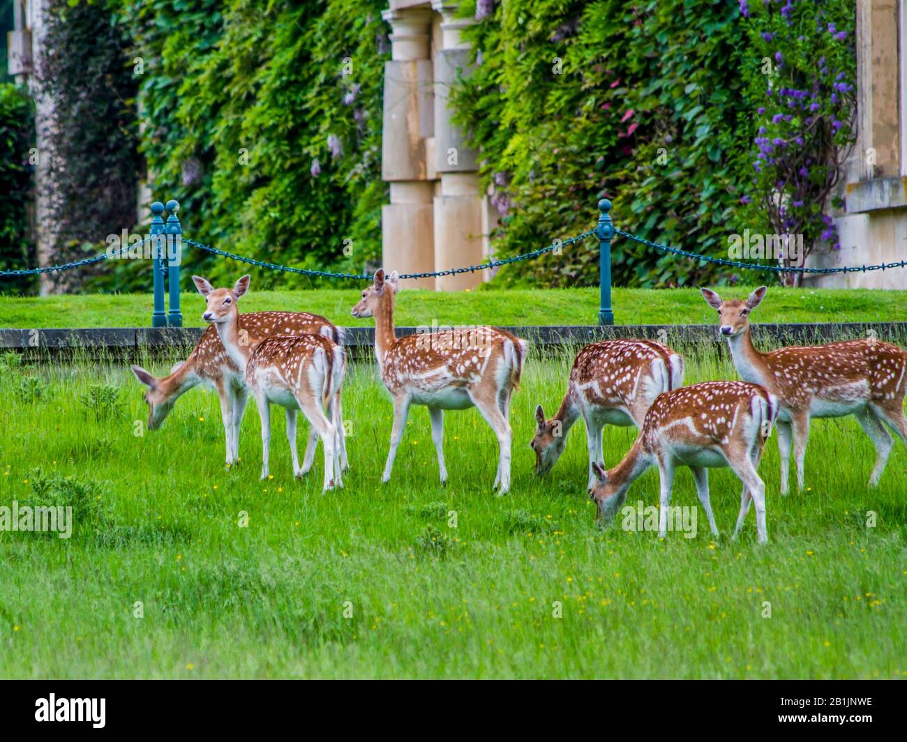 Landscape photograph of a park with red deer Stock Photo - Alamy