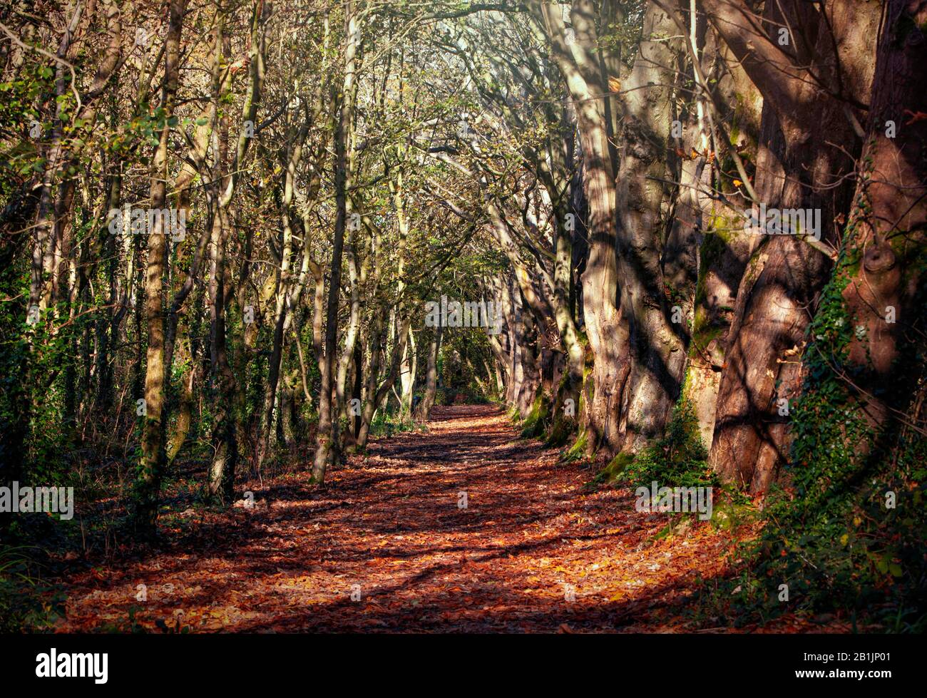 Landscape photograph of a woodland path Stock Photo - Alamy
