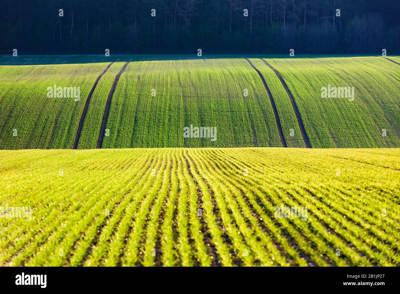 Green wheat rows and waves of the agricultural fields of South Moravia ...