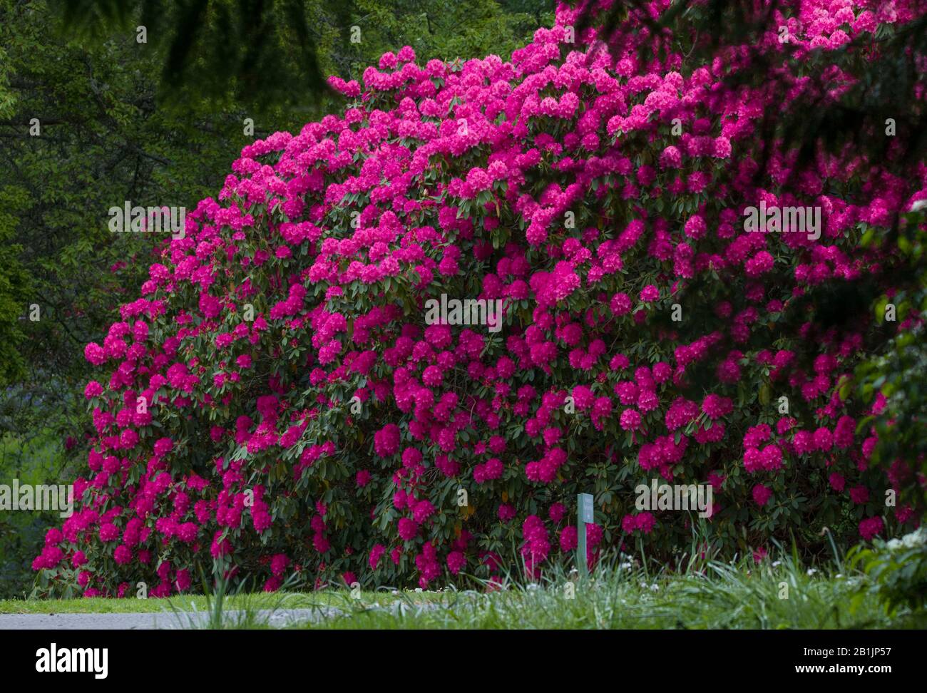 Landscape photograph of beautiful flowers & bushes Stock Photo - Alamy