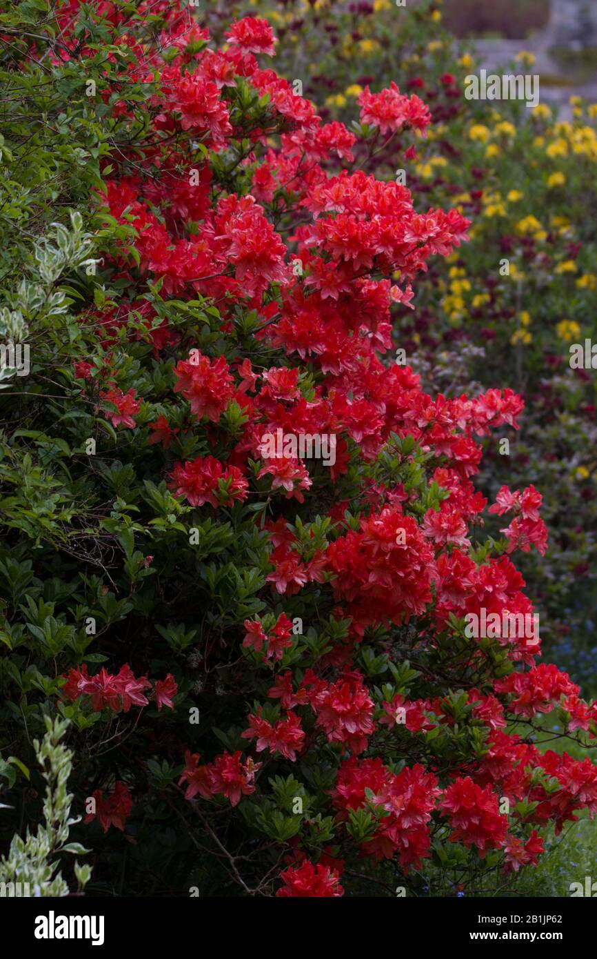Landscape photograph of beautiful flowers & bushes Stock Photo - Alamy