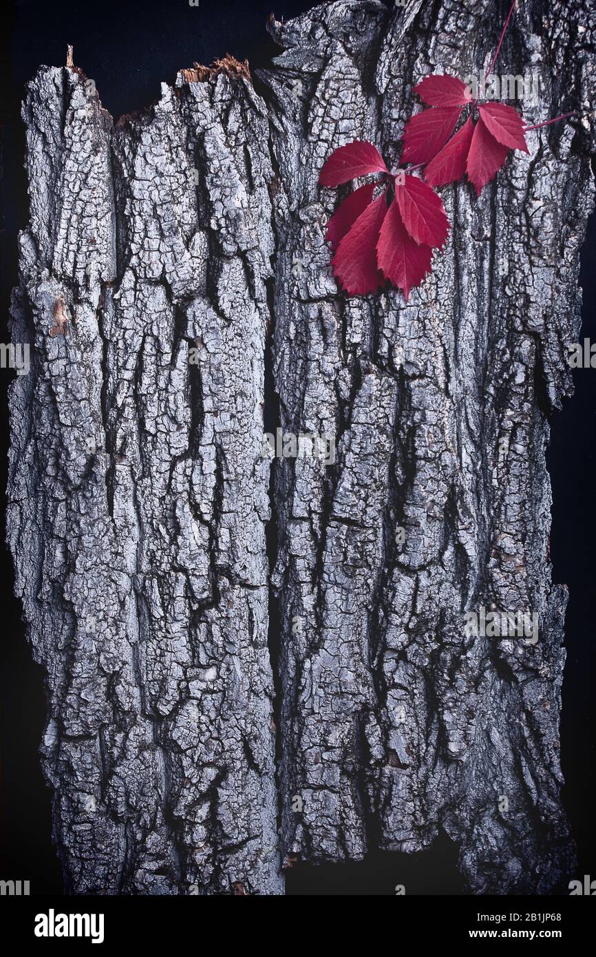 light grey bark texture wood surface on black background, nobody Stock ...