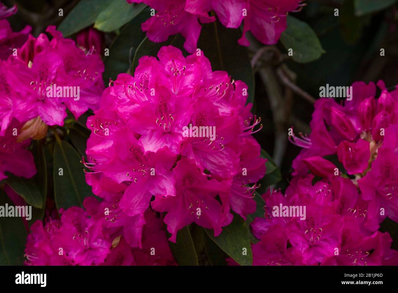 Landscape photograph of beautiful flowers & bushes Stock Photo - Alamy