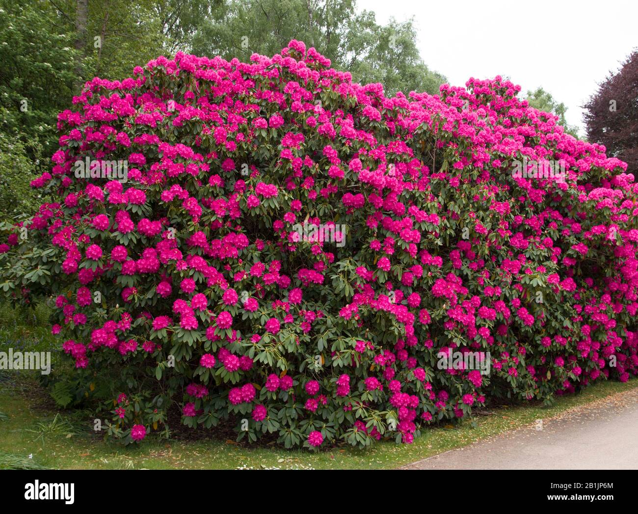 Landscape photograph of beautiful flowers & bushes Stock Photo - Alamy