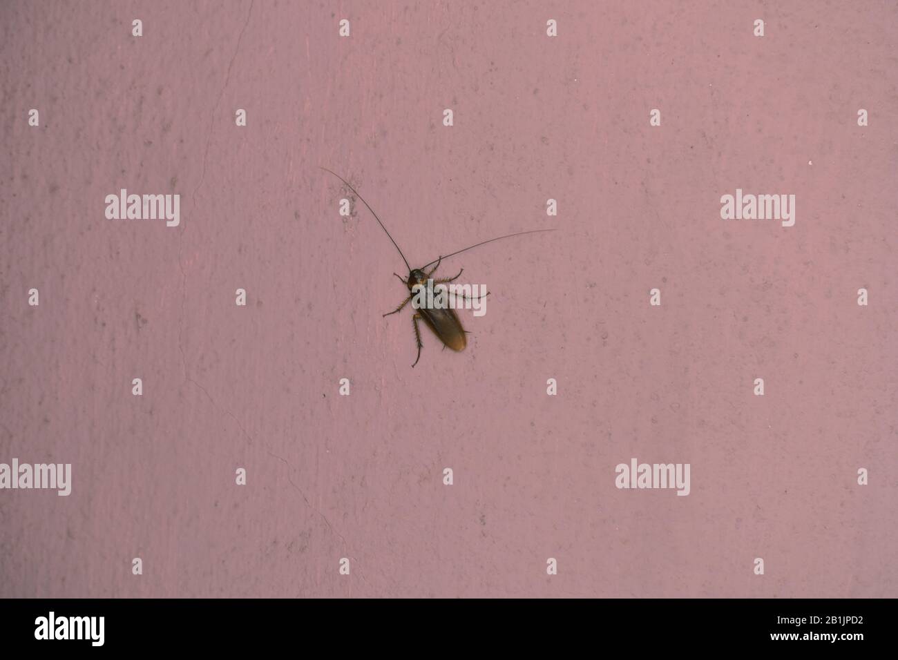 a cockroach which is sitting on the wall, close-up view of cockroach ...