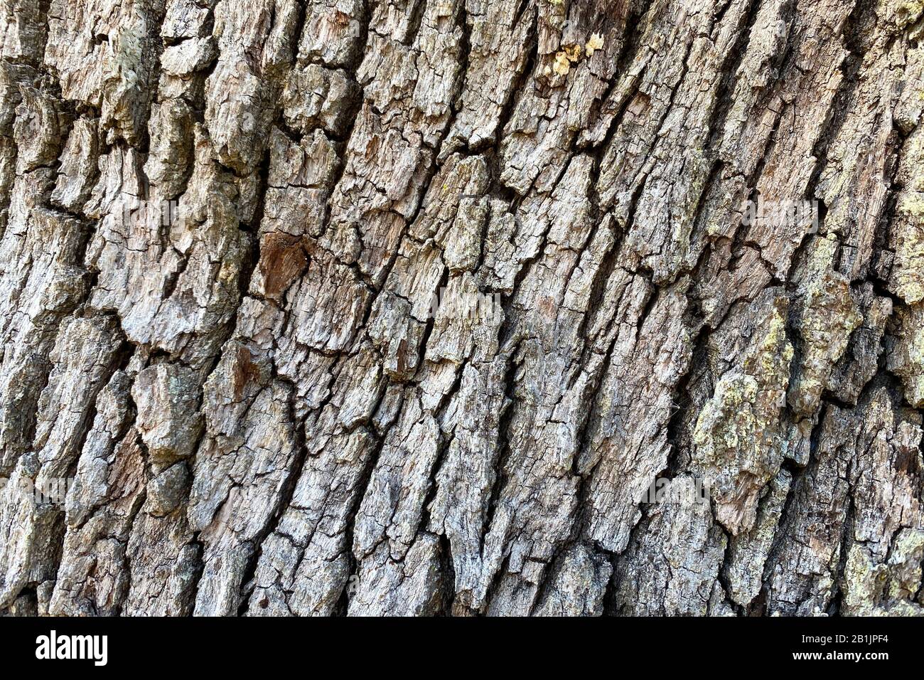 the deep textured natural tree bark at an angle view close-up Stock ...