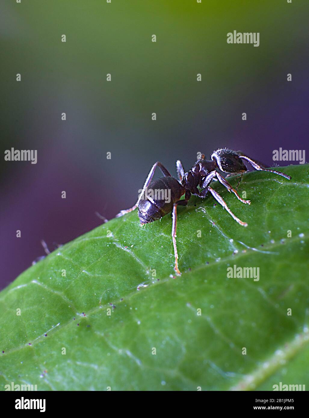 A Macro close up photograph of an Ant Stock Photo - Alamy