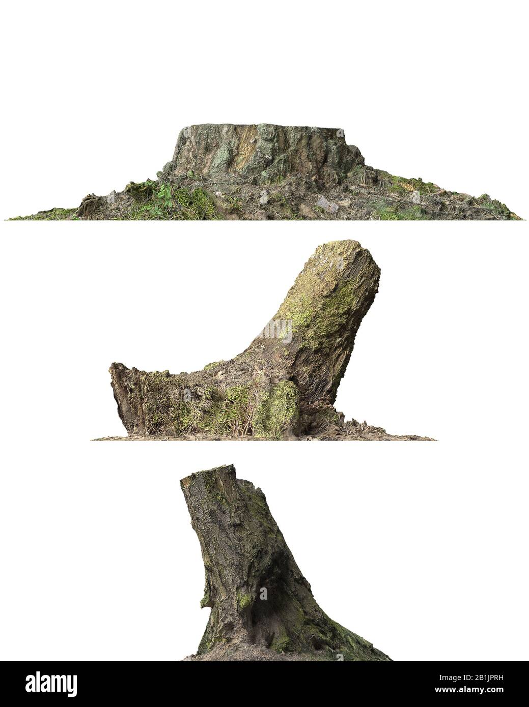 3D illustration stump dead tree isolated on white Stock Photo - Alamy
