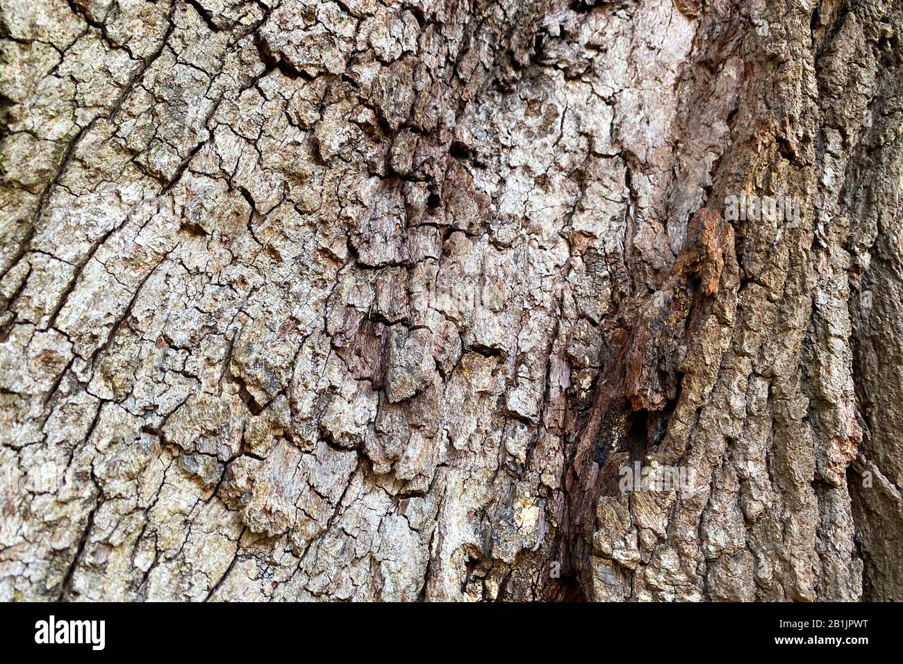 colorful tree bark close-up with natural sun light and deep shadows ...