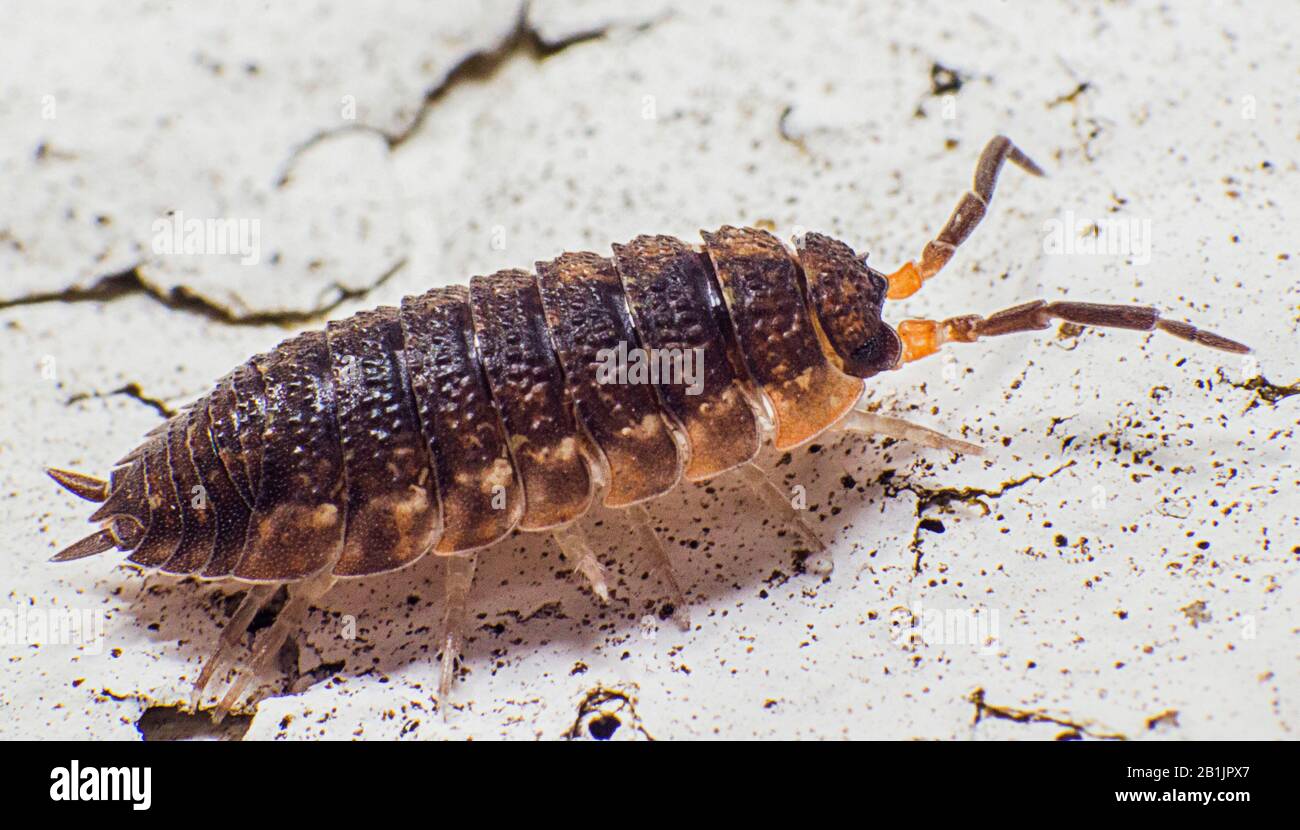 A Macro close up photograph of beetle Stock Photo - Alamy