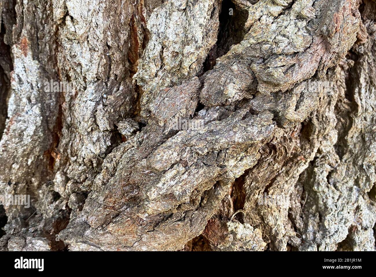 thick tree bark close-up with deep shadows in natural sun light Stock ...