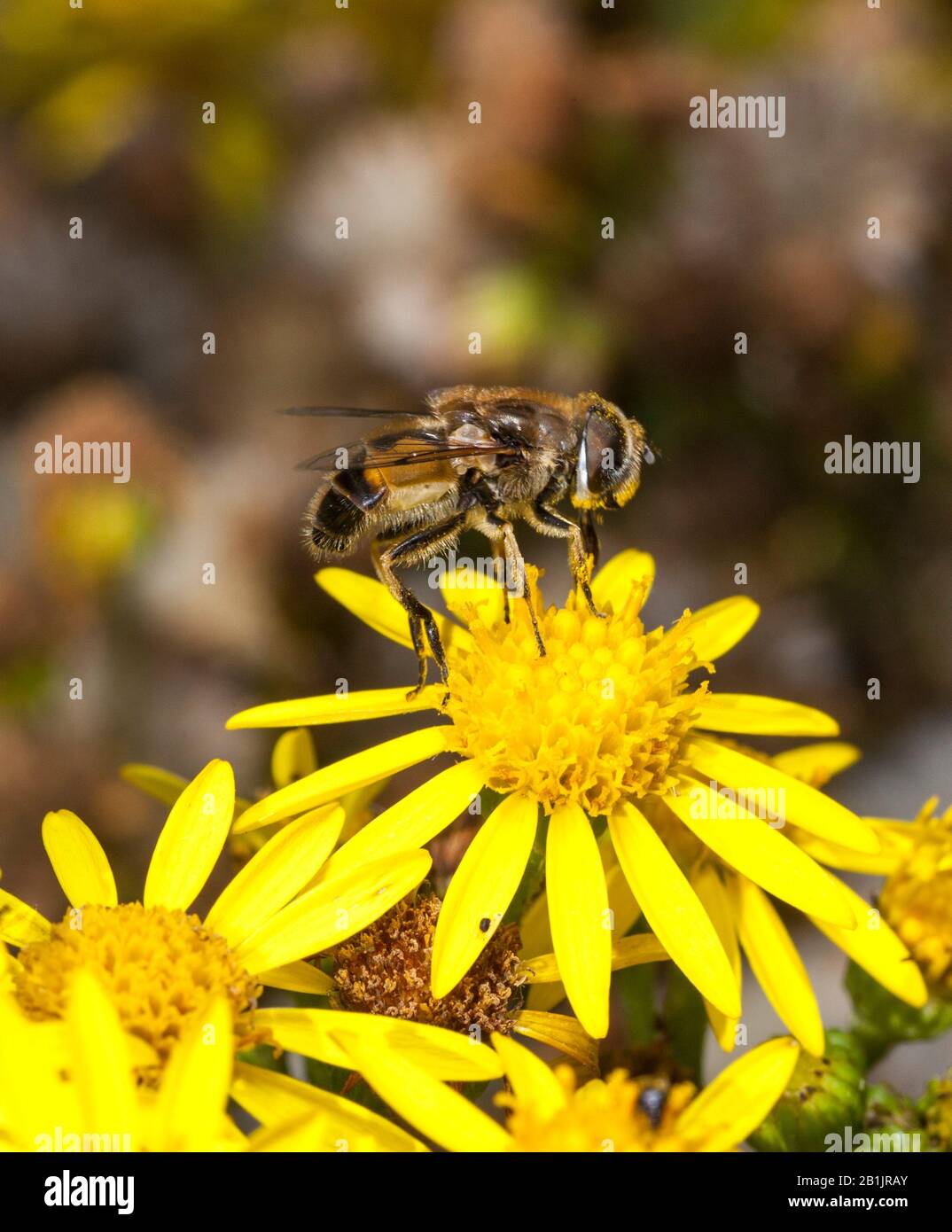 Macro Close up of a bee hard at work on a flower Stock Photo - Alamy