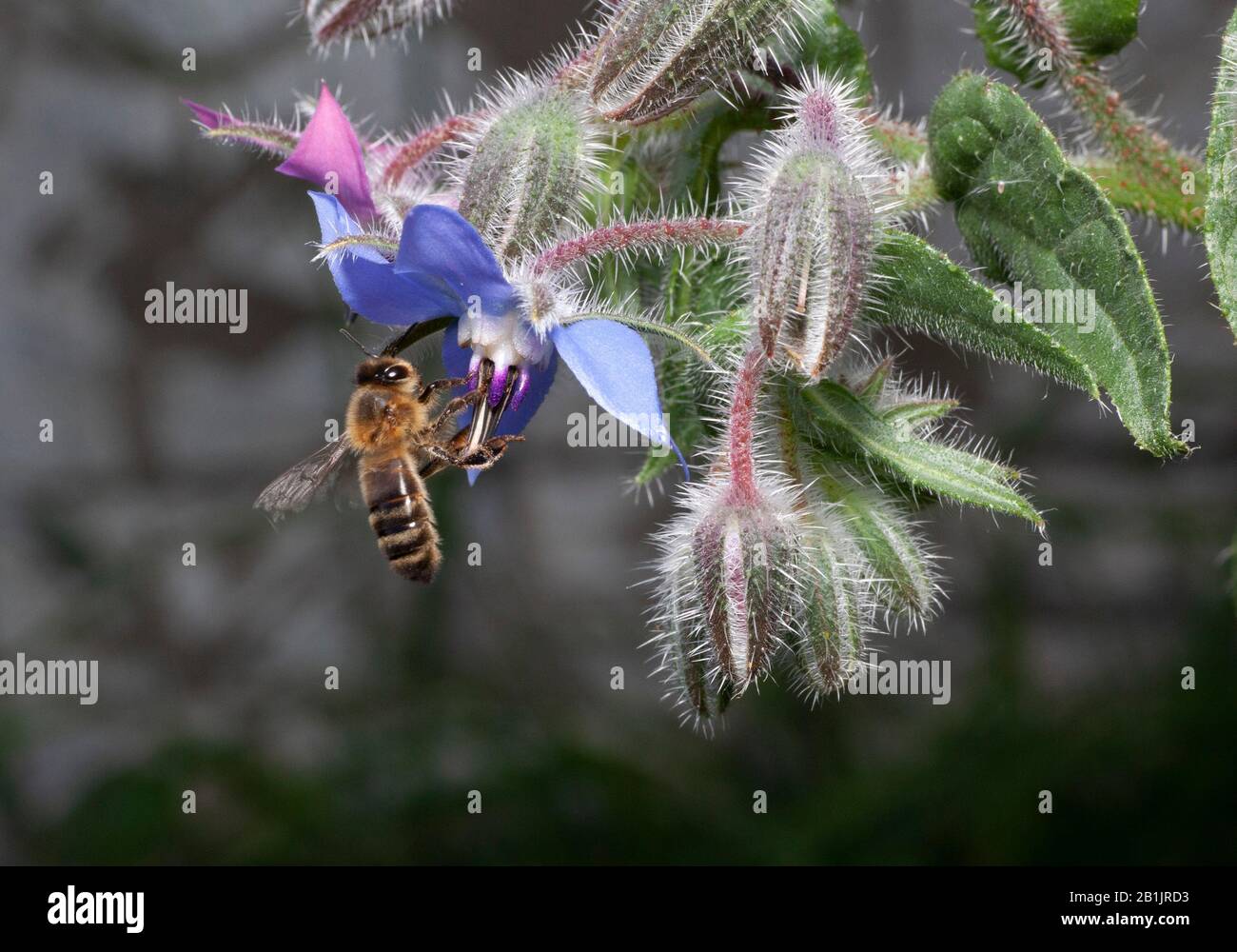 Work hard as a bee hi-res stock photography and images - Alamy