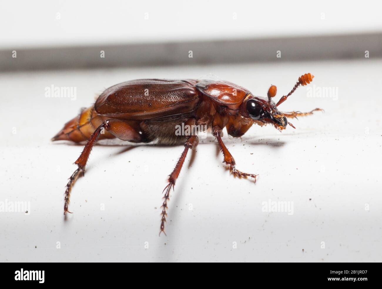 Close up photograph of a beetle hi-res stock photography and images - Alamy