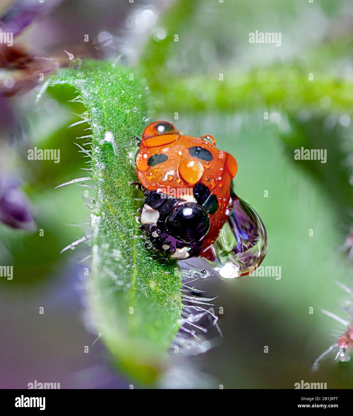 Close up macro photograph of a Ladybug Stock Photo - Alamy